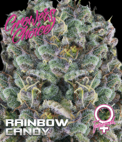 Rainbow Candy Strain Review – Flavorful, Balanced, Uplifting