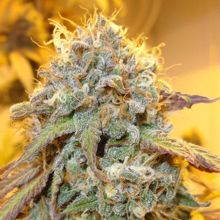 Fast Buds Seeds | Premium Autoflower Cannabis Strains