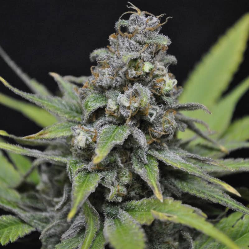 Critical Mass - Cannabis Seeds