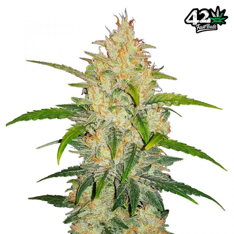 Zkittlez Strain Review: The Ultimate Guide to Effects, Flavor & Benefits