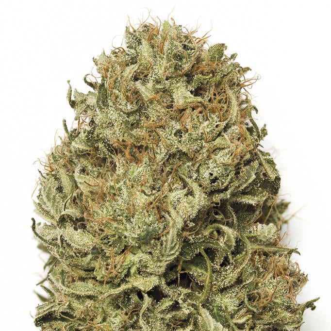 Blue Dream Auto - Marijuana Seeds - Humboldt Seeds