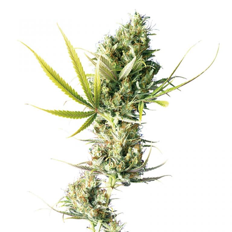 Fast Buds Seeds | Premium Autoflower Cannabis Strains